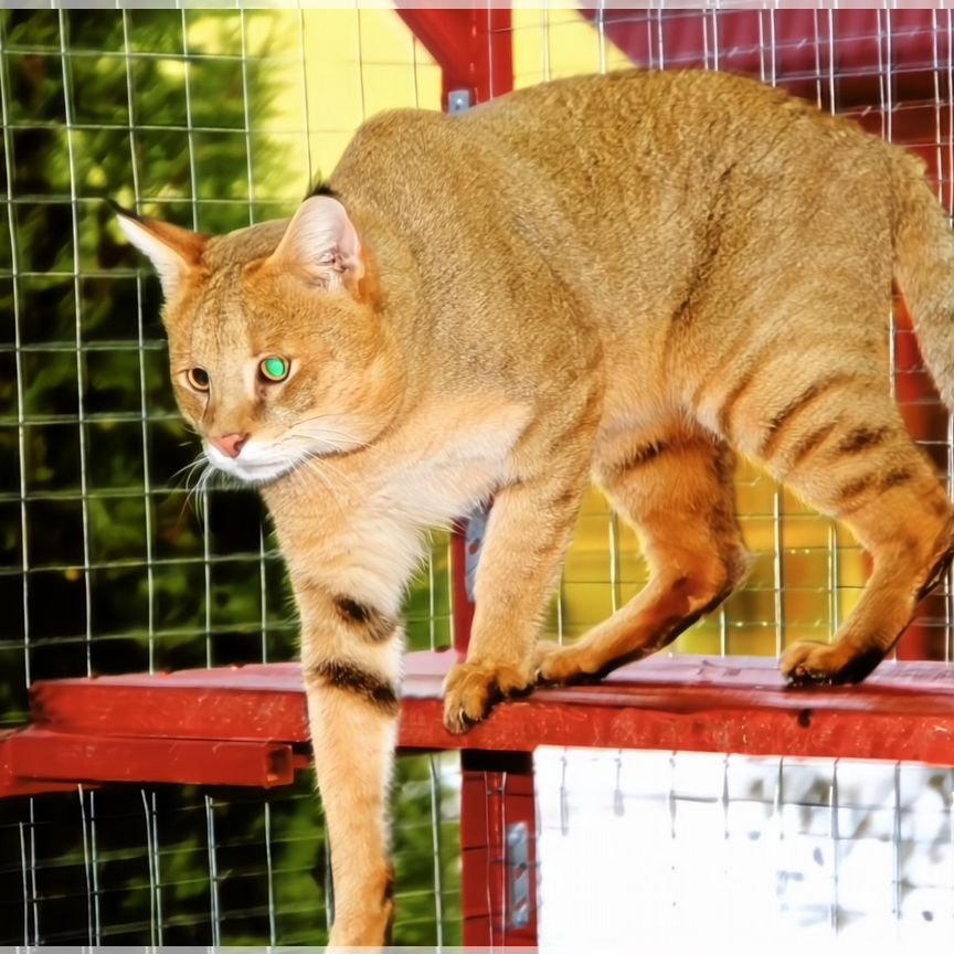 Чаузи котёнок