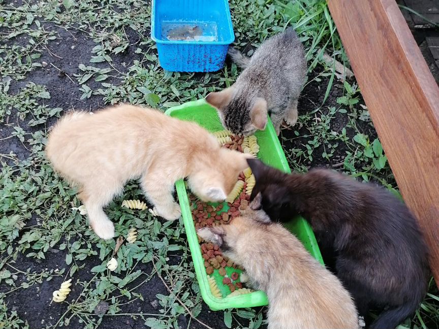 Котята в добрые руки