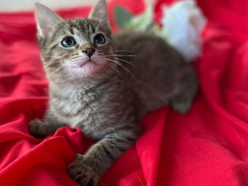 Котенок Проша
