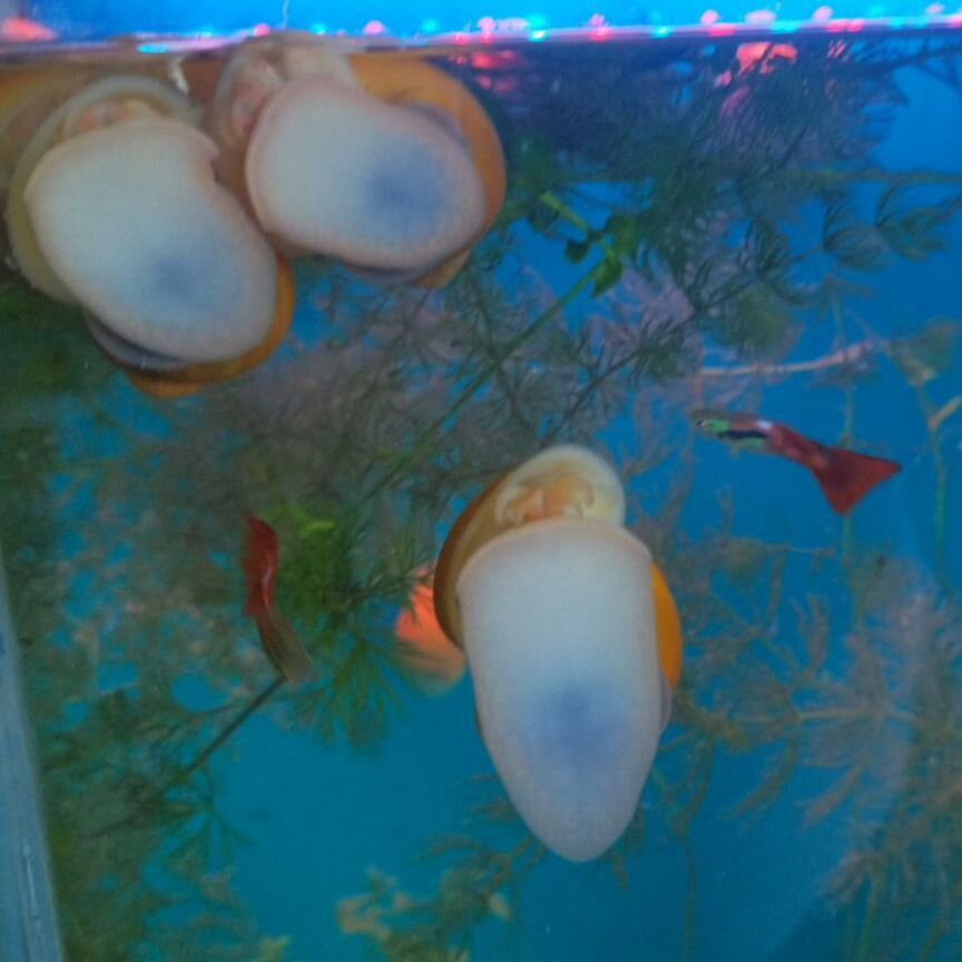 Продаются улитки аипулярия