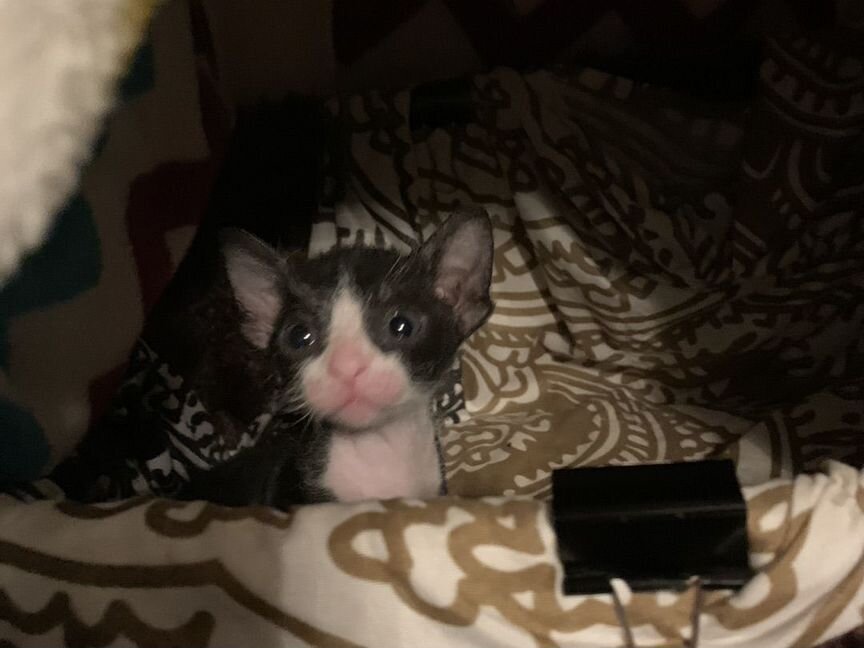 Котята сфинкс браш