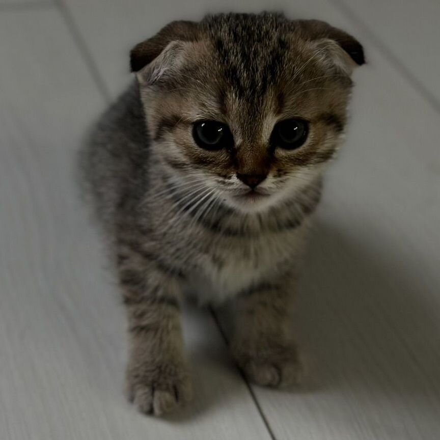 Шотландский вислоухий короткошёрстный котёнок