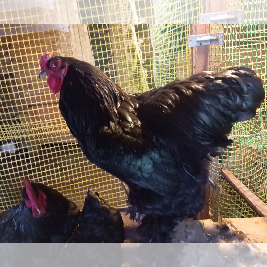 Петухи брама, орпингтон, кохинхин, китайские шелки