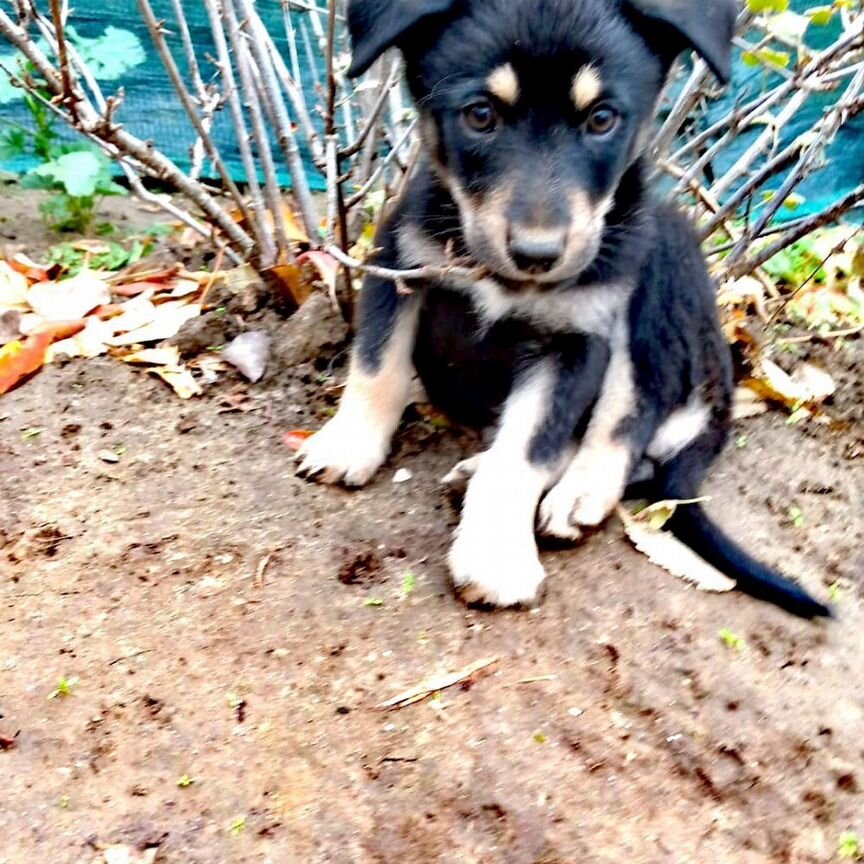 Щеночки от малорослой собаки