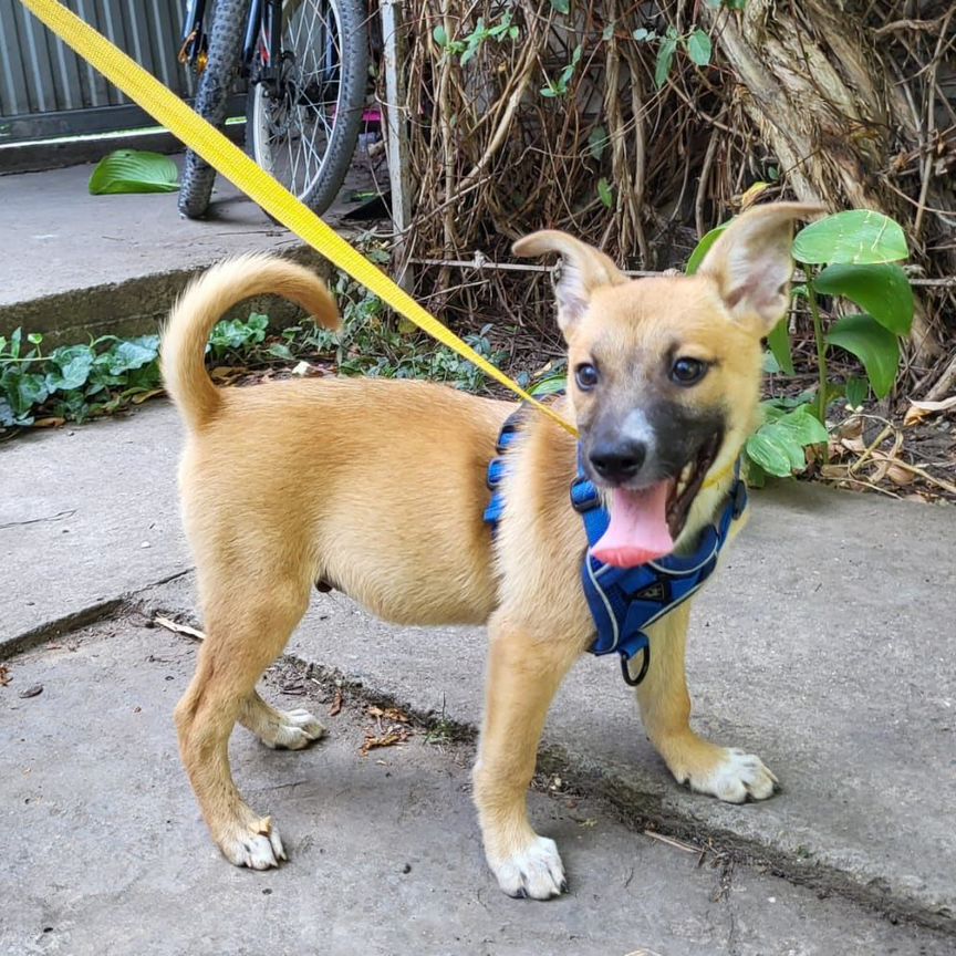 Небольшой щенок мальчик ищет дом