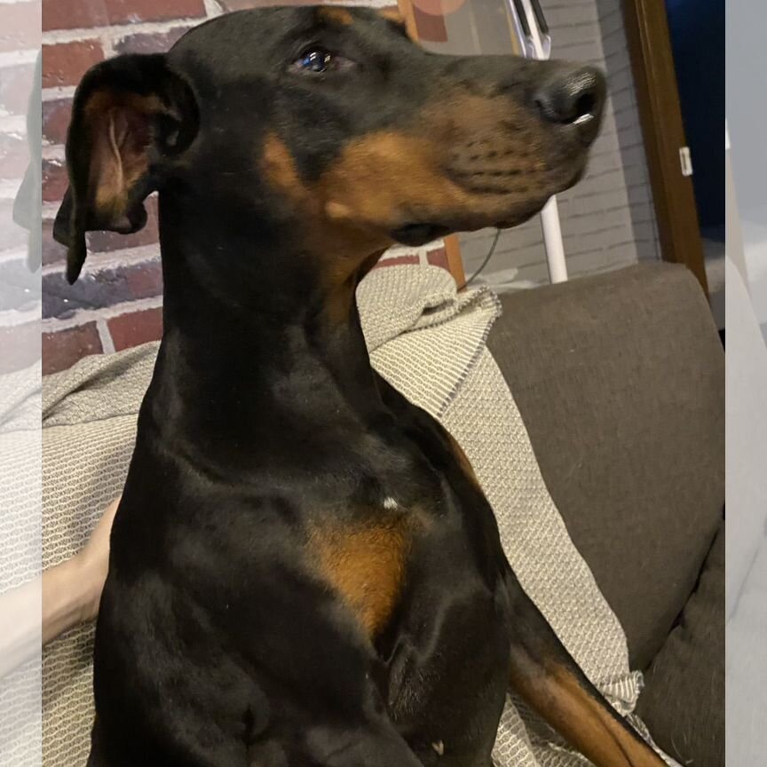 Доберман, взрослая собака