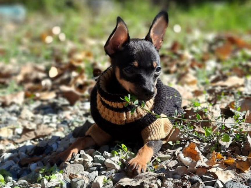 Маленькая собака той-терьер