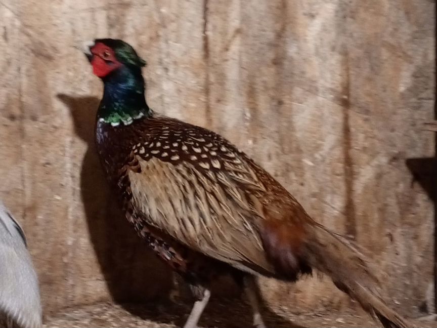 Продам фазана