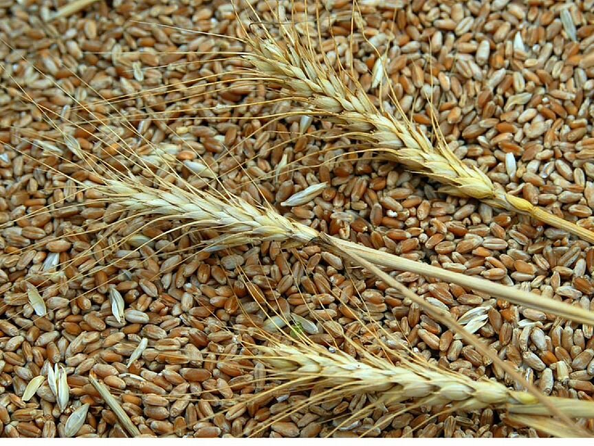 Озимая пшеница