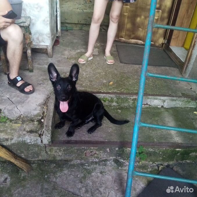 Отдам красивую собаку