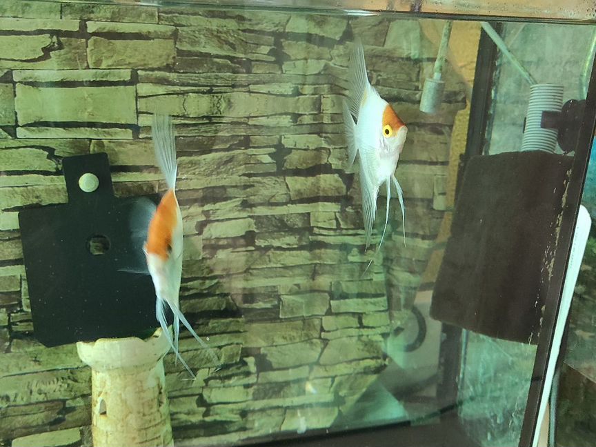 Скалярия красная шапочка