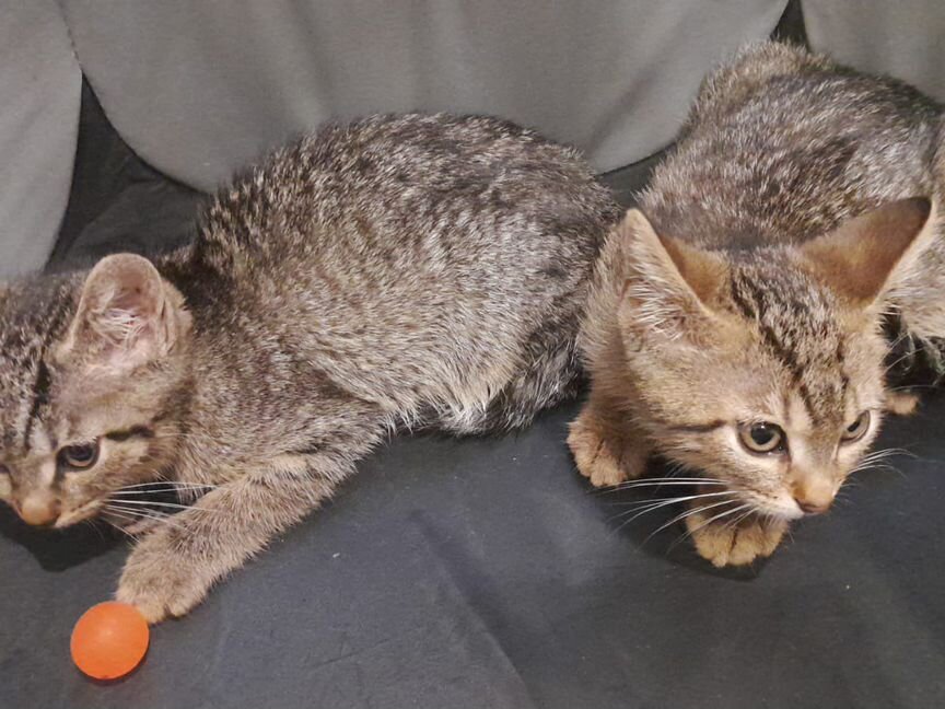 Мальчишка и девчонка