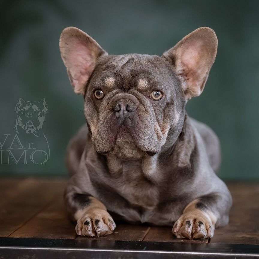 Французский бульдог Вязка