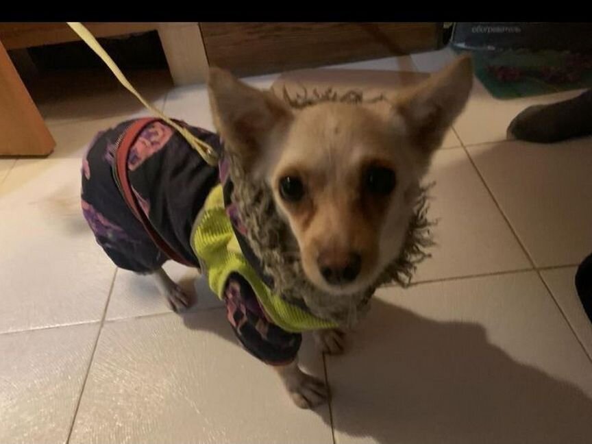 Маленькая собачка. Ибрагимова, 4