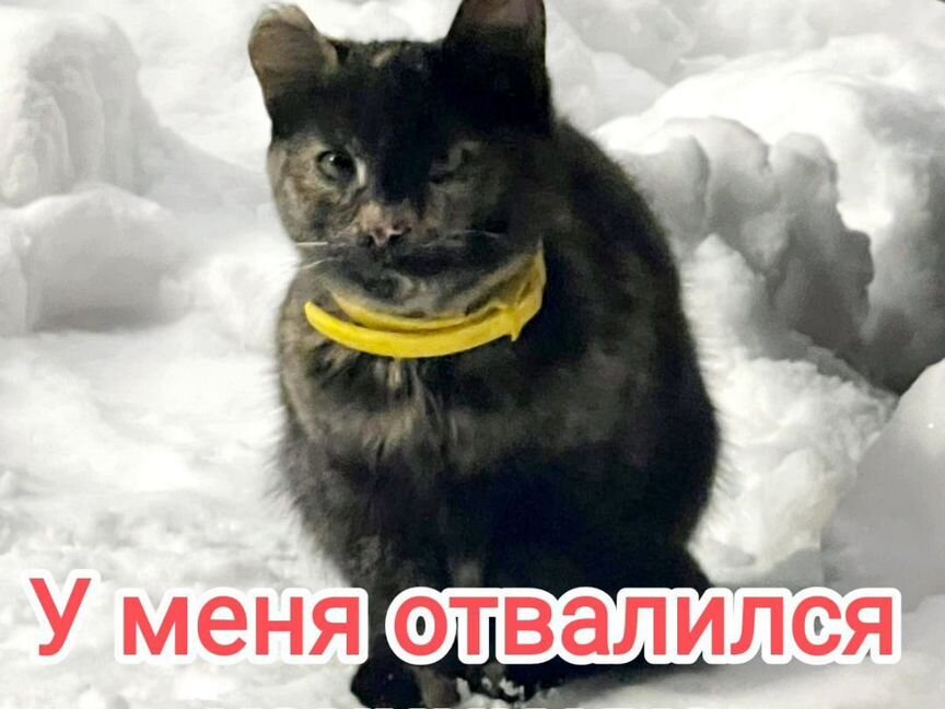 Черепаховой кошке нужен дом