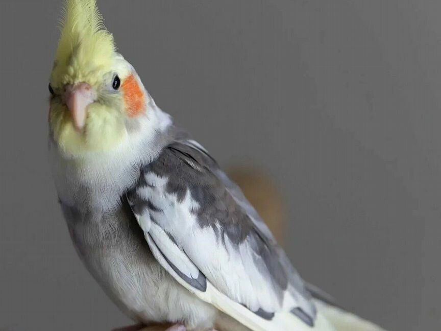 Попугай корелла Гоша