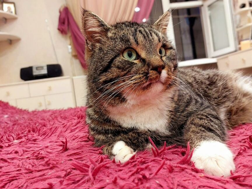 Кот Борис в дар