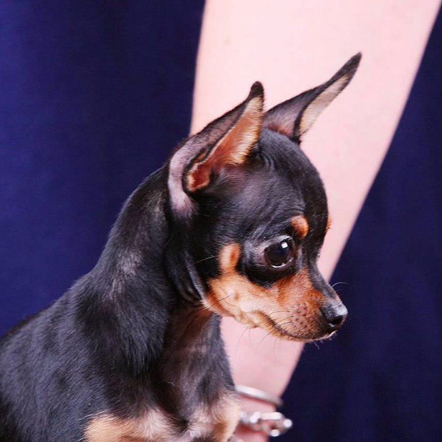 Девочка мини