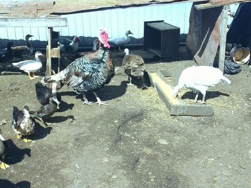 Продам семью индюков