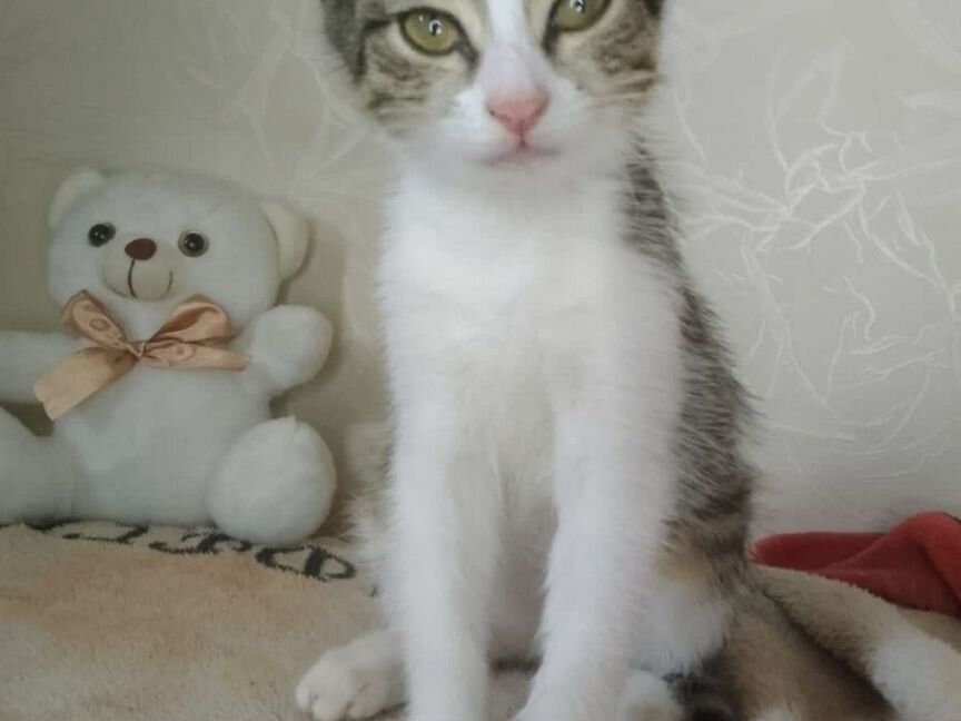 Кошка