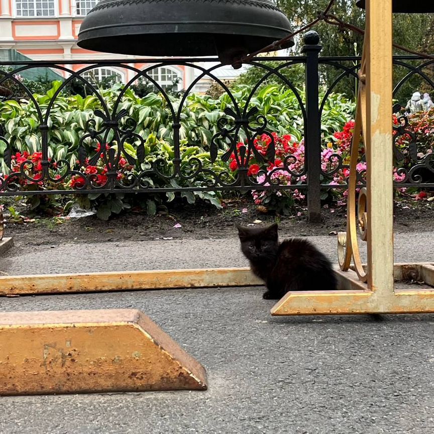 Котята в добрые руки бесплатно