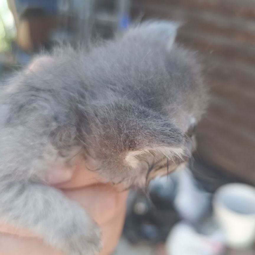 Британский длинношёрстный котёнок