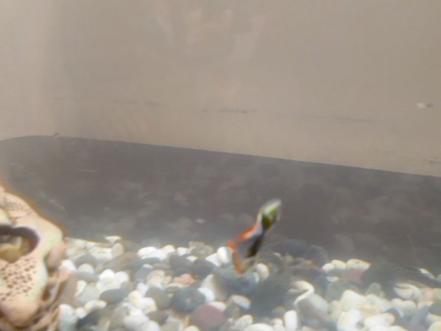 Мальки гуппи