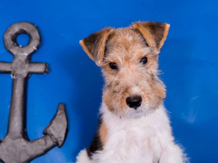 Фоксодетки