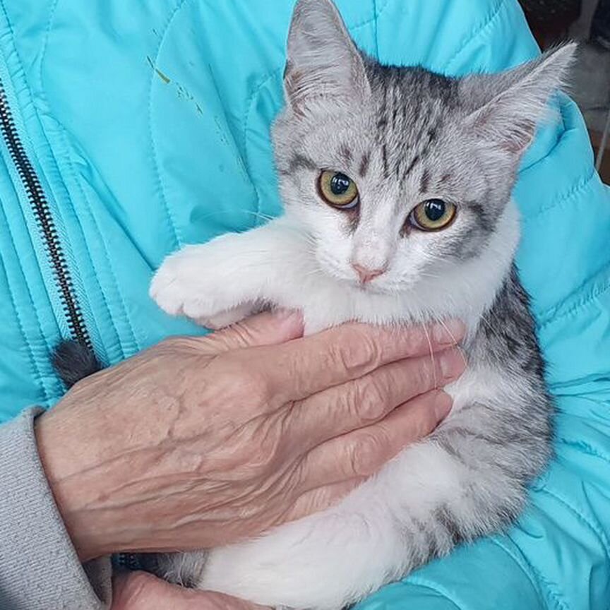 Котенок девочка 3, 5 мес. ищет дом и хозяев