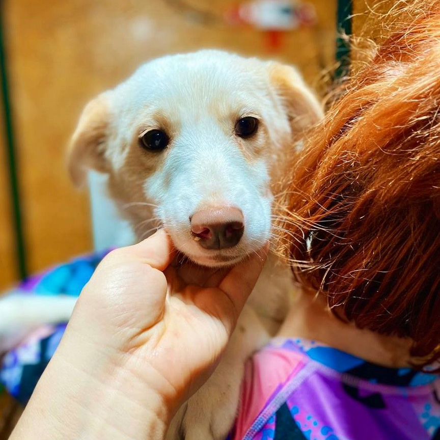 Щенок в добрые руки