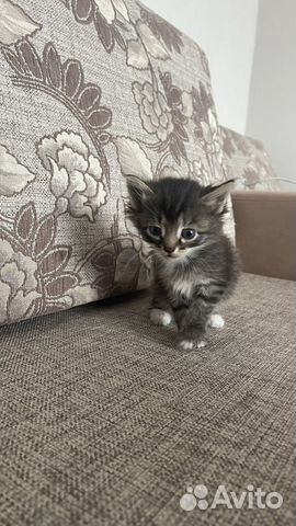Котёнок тигровый пушистый