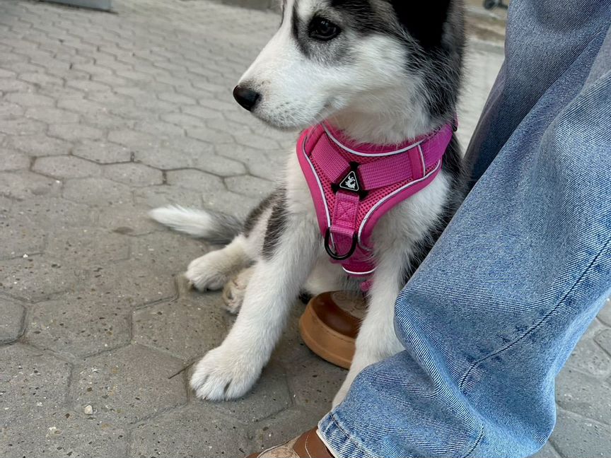 Сибирский хаски