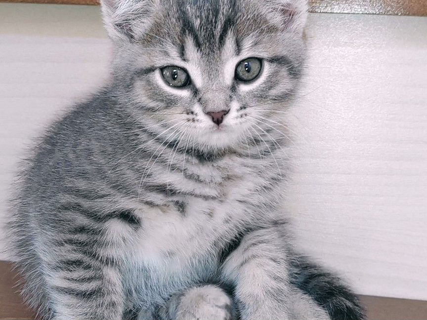 Котенок в добрые руки,мальчик