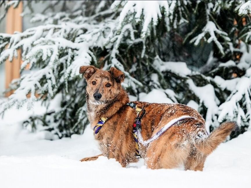 Собака в добрые руки отдам бесплатно