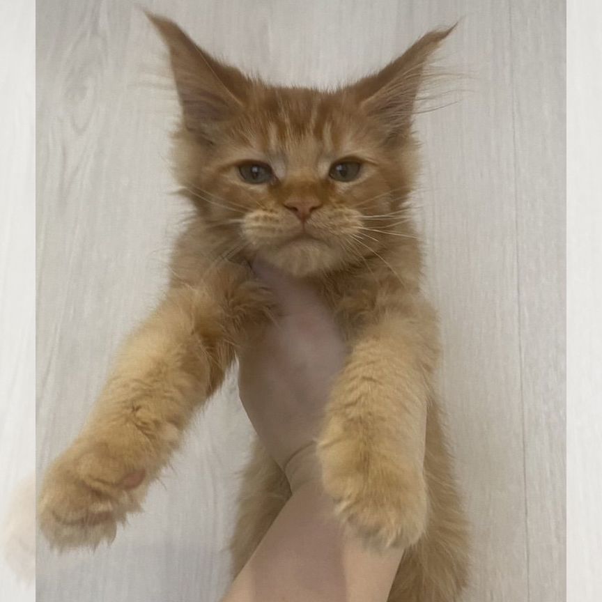 Мейн-кун котёнок