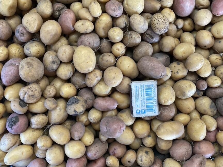 Картошка продажа на корм скоту