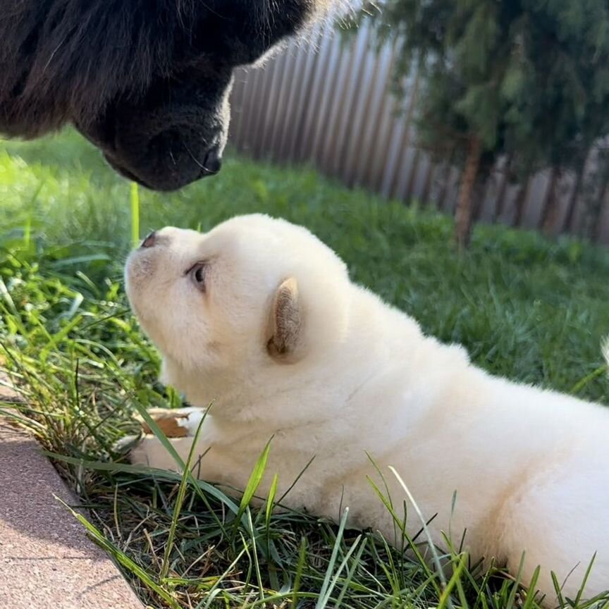 Девочка смуф