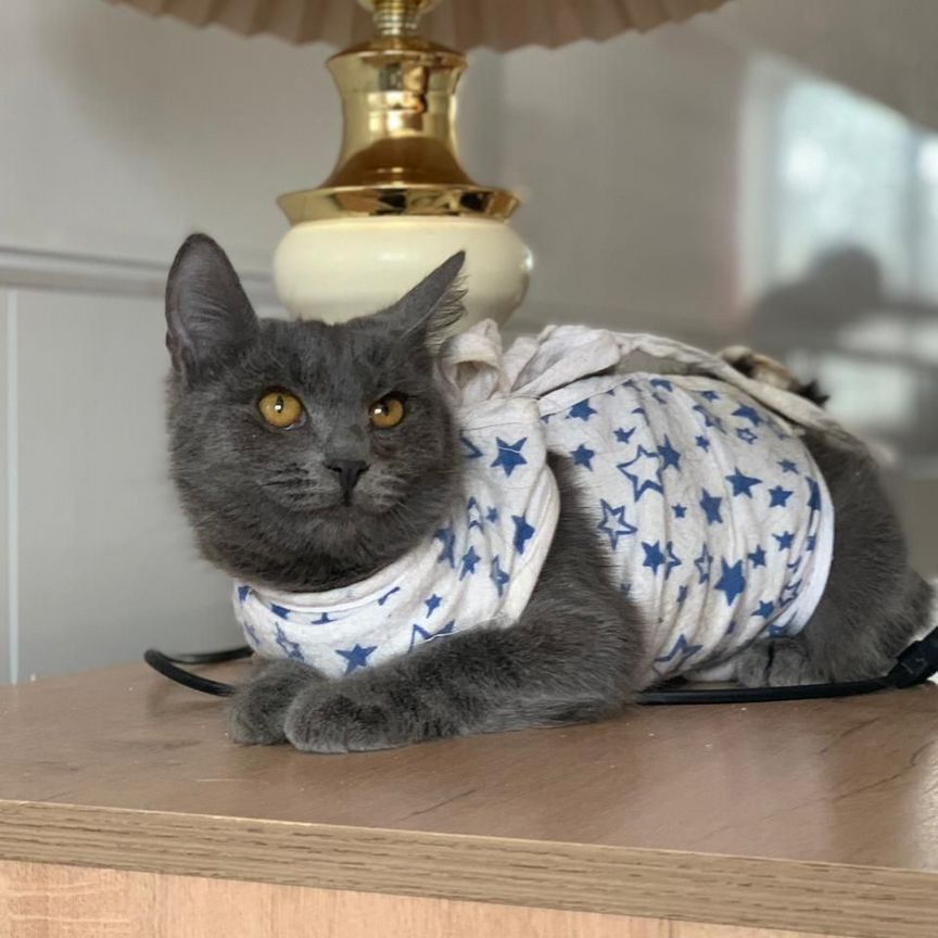 Красотка Дымка в семью