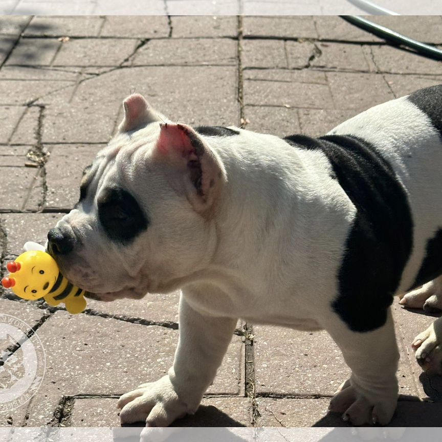 Щенок Американский Булли