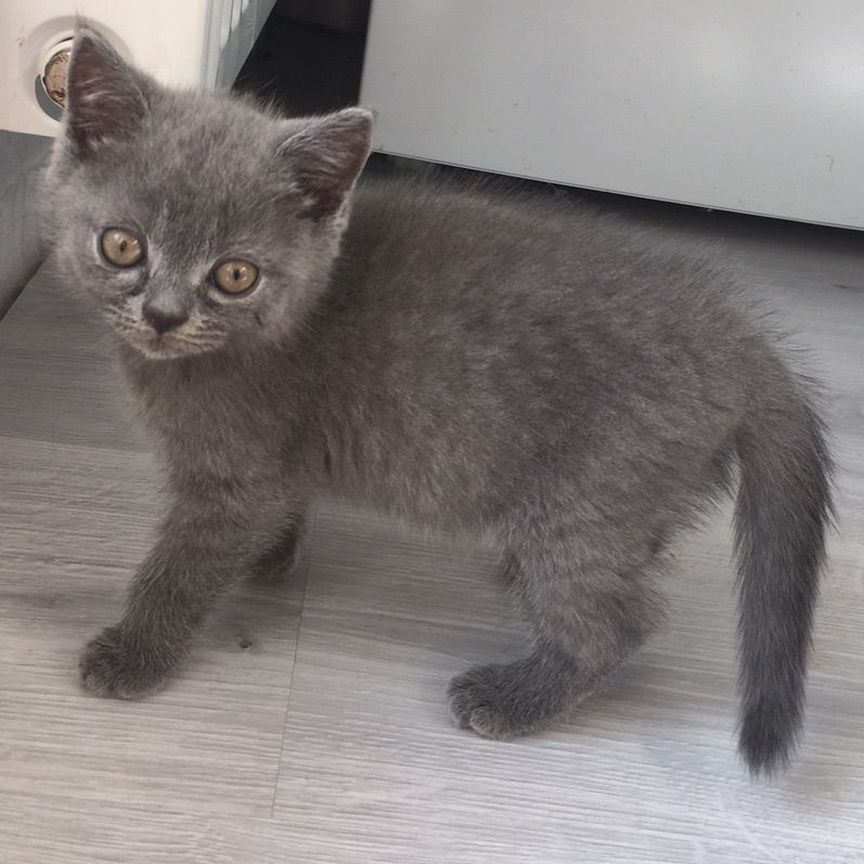 Британские котята