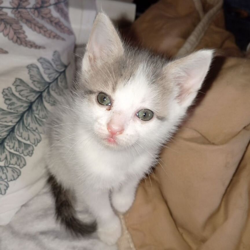 Котёнок в добрые руки