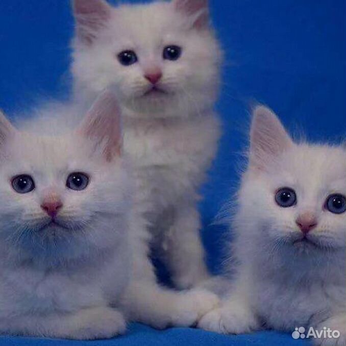 Турецкая ангора