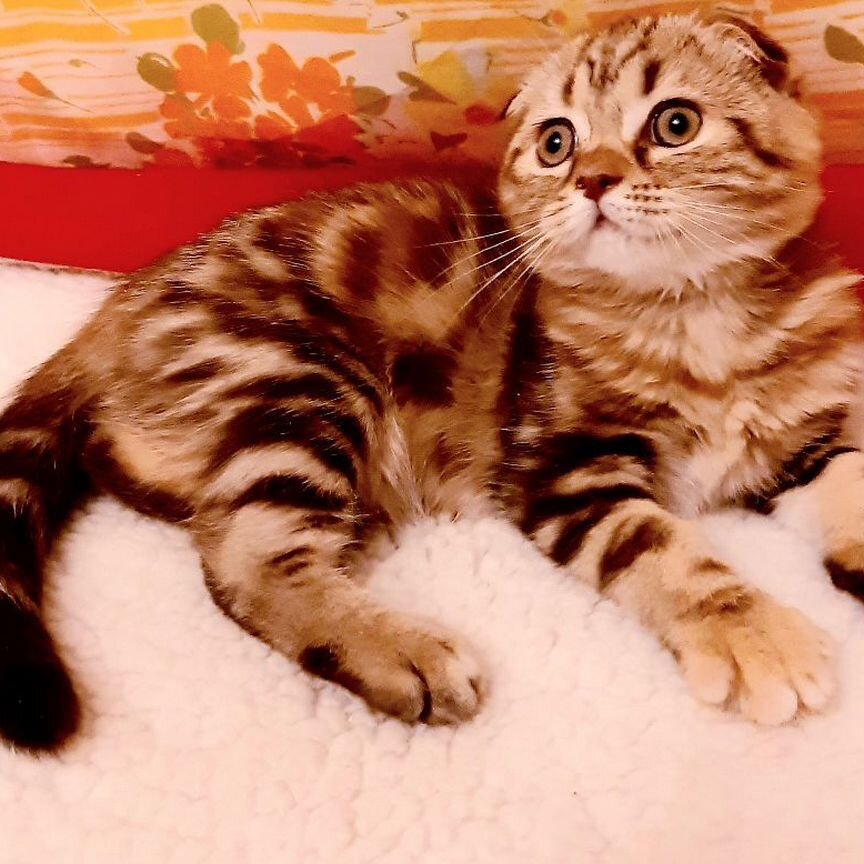 Шотландские котята