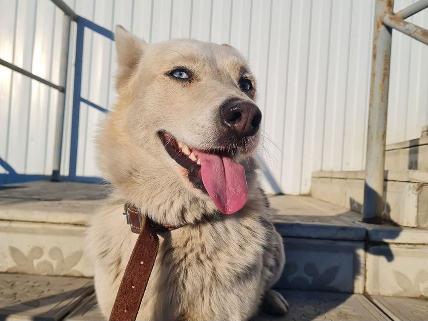 Небольшая собачка в добрые руки