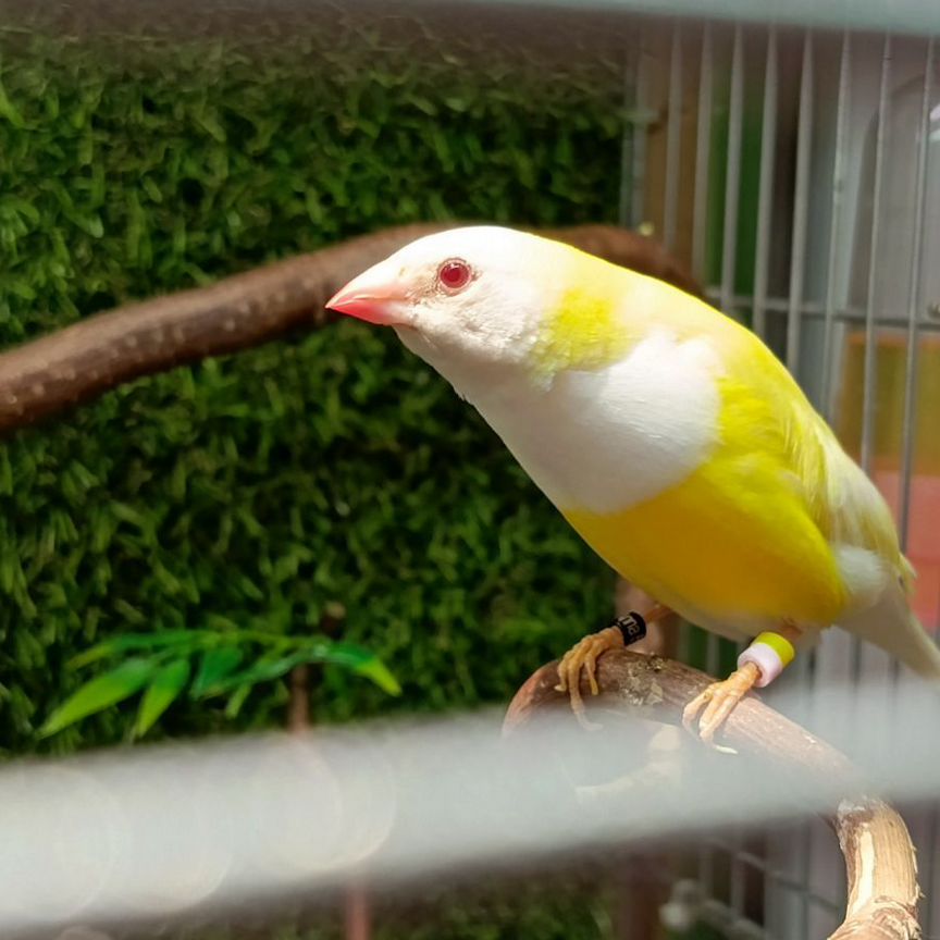 Амадины гульда