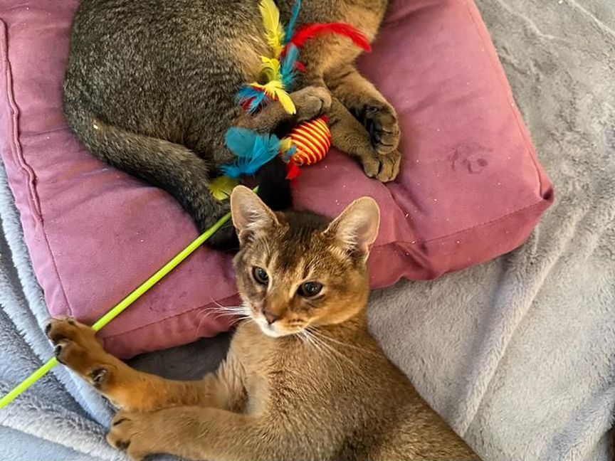 Абиссинская