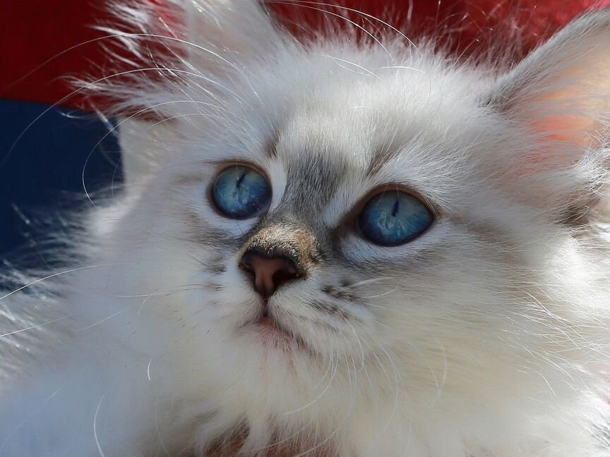Котенок невской маскарадной девочка