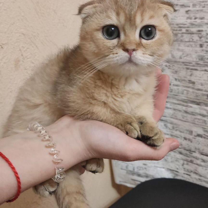 Гарфилд коротколапик вислоушка