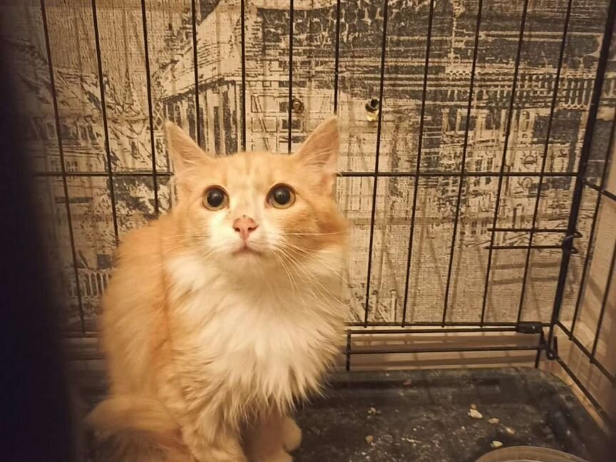 Котята мальчишки ищут дом
