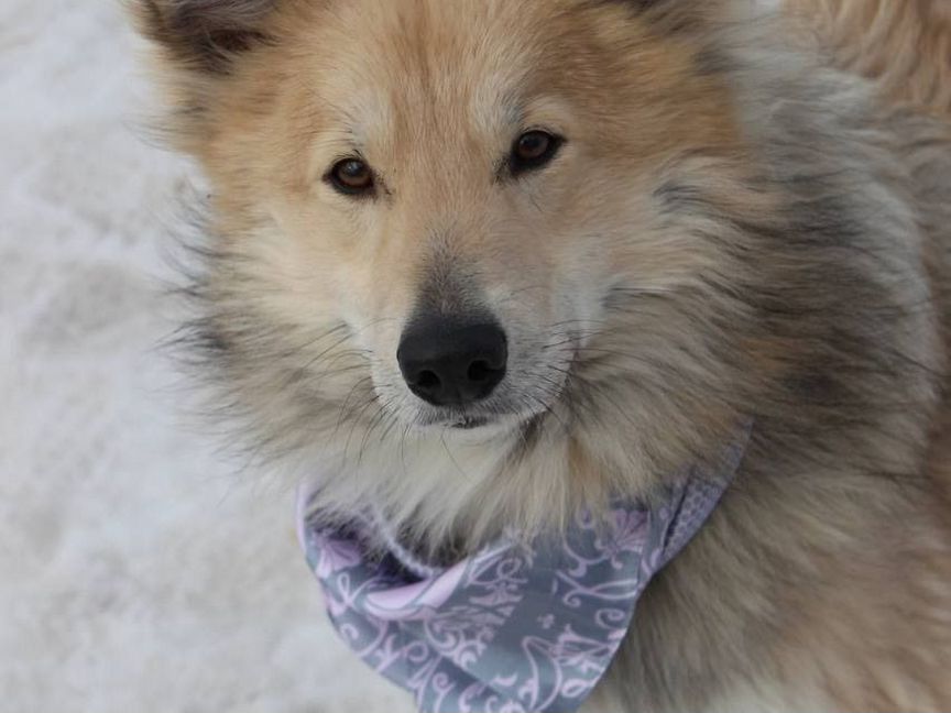 Пёс с тяжелой судьбой в поиске дома